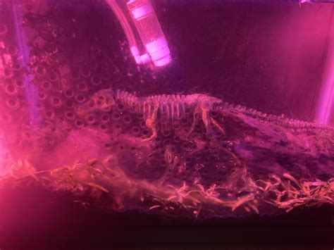 Why Did My Algae Grow In A Circle Pattern R Plantedtank