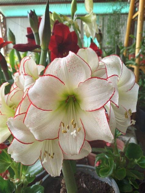 Vivero Y Jardín San Ignacio Vivero Y Jardín San Ignacio