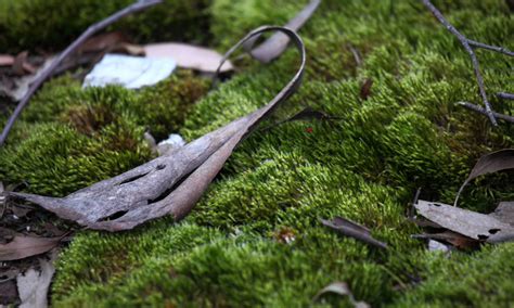 Insights On Nature Wildlife And Nature Through The Eyes Of Mark Lamble