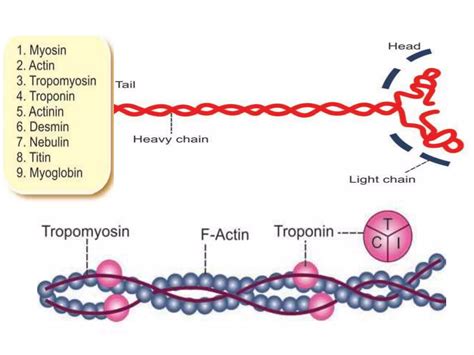 Neuromuscular Junction Nmj Pptx