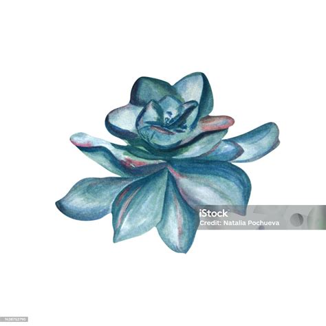 Ilustración De Dibujo En Acuarela De Una Suculenta Sobre Fondo Blanco