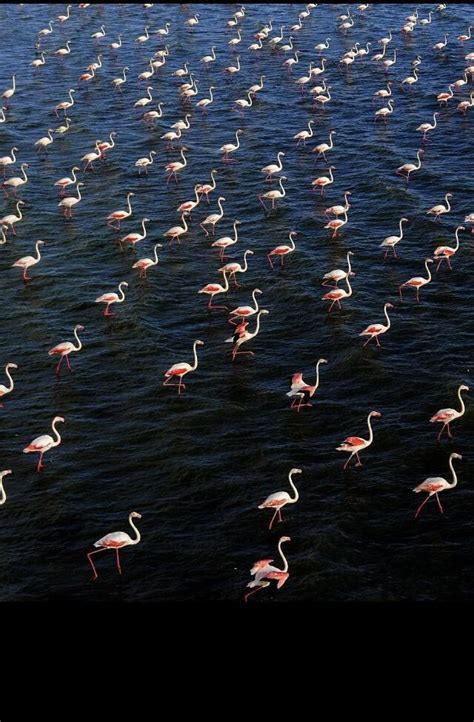 Roya Afshar On Linkedin Van Lake Turkey 13 Comments