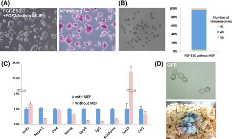 Feeder Free Culture Of Fgf Esc Under The Combined Stimulation By Fgf2 Download Scientific