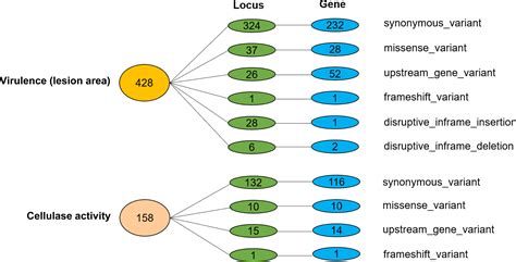 A Genome Wide Association Study Reveals That Epistasis Underlies The