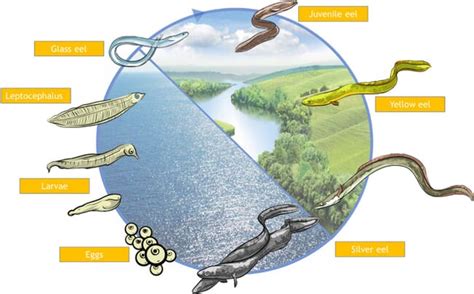 Electric Eel Life Cycle Eel Life Cycle — Science Learning Hub