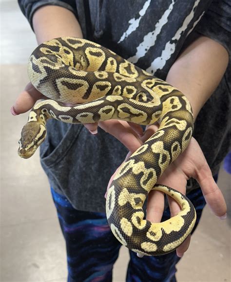 Adopted Python Regius Ball Python Rou 4 Years Old Py