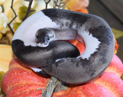 Urban Camo Super Black Pastel Ball Python By Lyon Exotics Llc Morphmarket