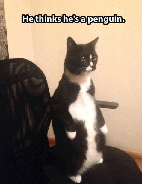 35 Best The Crazy Tuxedo Ideas Cats Crazy Tuxedo Cats And Kittens