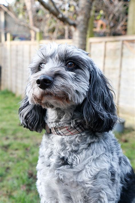 New Rvc Research Debunks Belief That Designer Crossbreed Dogs Are