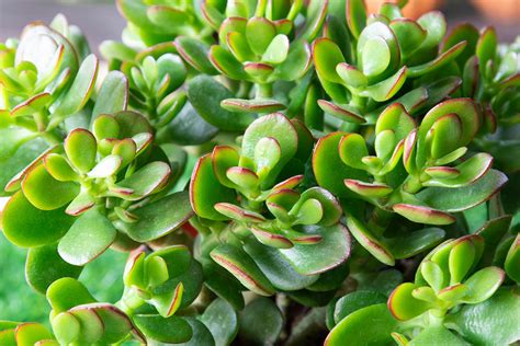 Crassula Ovata Jade Plant Plantsmith