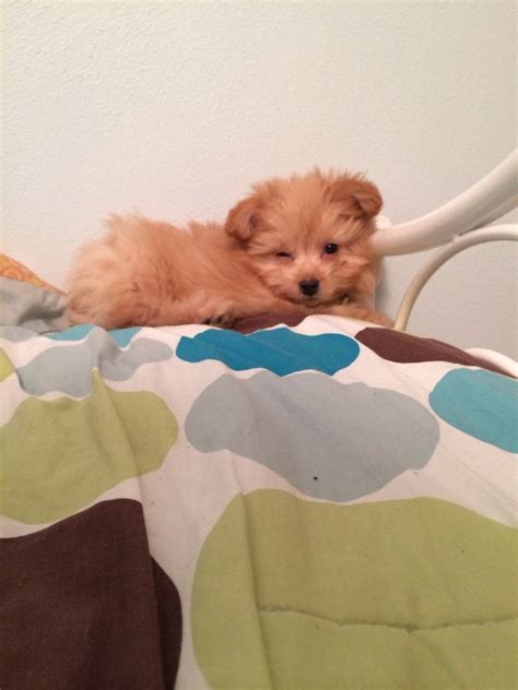 Meet Hulk A 2 Month Old Pomapoo Raww