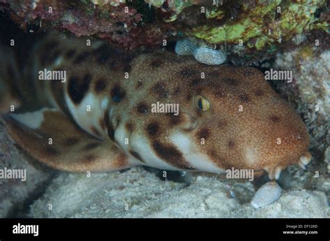Walking Shark Hemiscyllium Galei Close Up Individual Under Rock