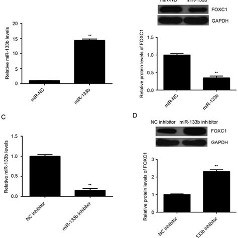 Osteoblast Differentiation And Runx2 Protein Levels A In Normal Download Scientific Diagram