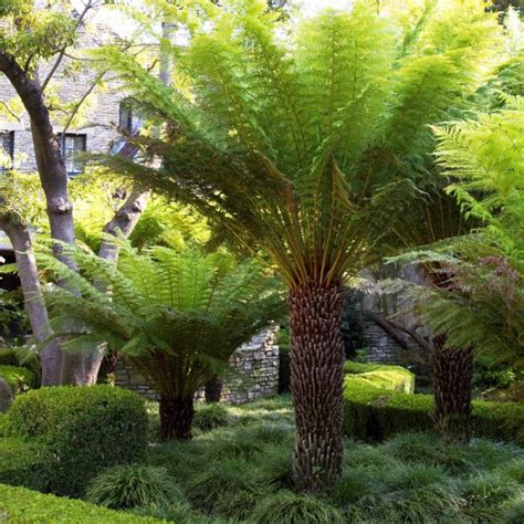 Dicksonia Antarctica Alvarez Nursery