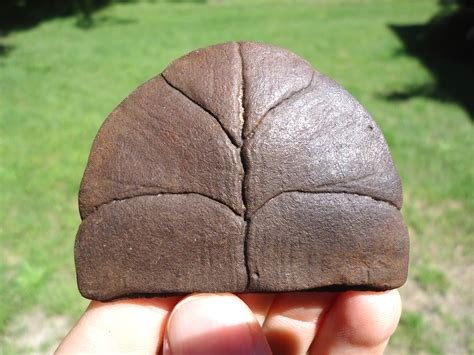 Choice Box Turtle Plastron Recently Sold Fossils Prehistoric Florida