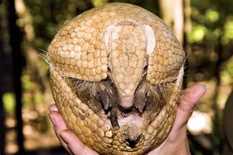 30 Amazing Armadillo Lizard Facts You Should Know About Today