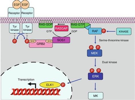 Map Kinase Pathway Springerlink