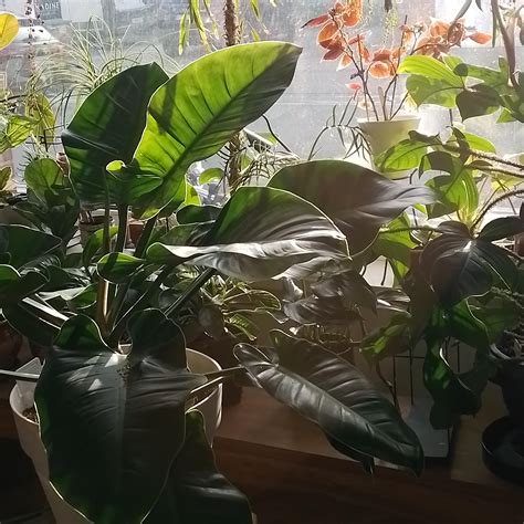 Just Showing Off My Beauty´s 😬 R Houseplants