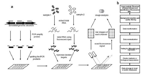Steps In Analyzing Gene Expression Via A Microarray Download Scientific Diagram