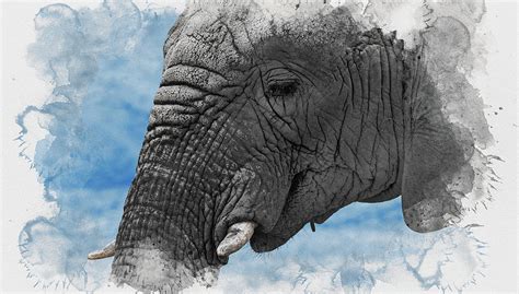 How To Draw Elephant Side View