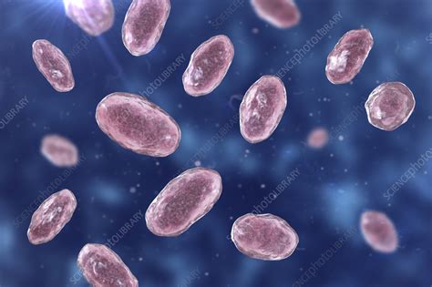 Yersinia Enterocolitica Bacteria Illustration Stock Image F0366288 Science Photo Library