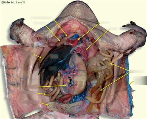 Diagram Of Cane Toad Dissection Quizlet