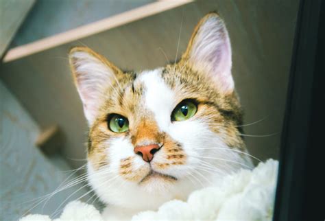 5 Ways To Help A Semi Feral Cat Adjust To A Domestic Home Modern Cat