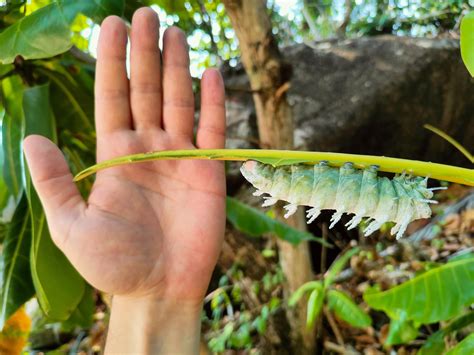 Giant Caterpillar