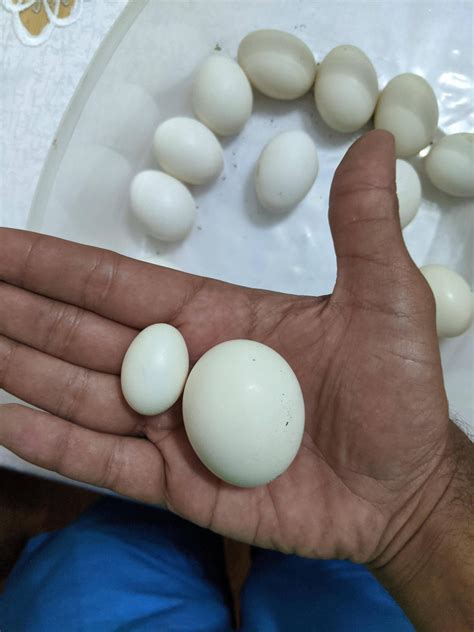 Got My First Abnormal Egg Today So Proud Of The Tiny Thing Chickens