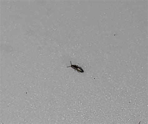Bug Identification Rgardening