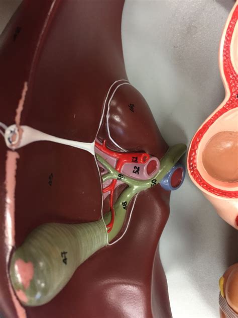 Bio202 Lab Liver 2 Diagram Quizlet