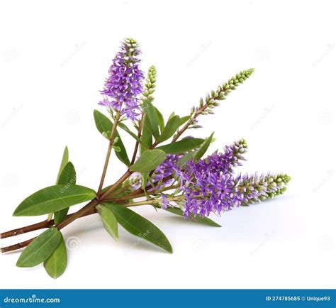 Close Up Of Flowering Stem Of Veronica Shrub Stock Image Image Of