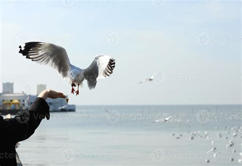 Seagall Feeding From Women Hand With Blue Sea In Background 21637204