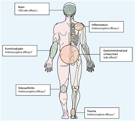 Opioid Analgesics Pass The Acid Test The Lancet