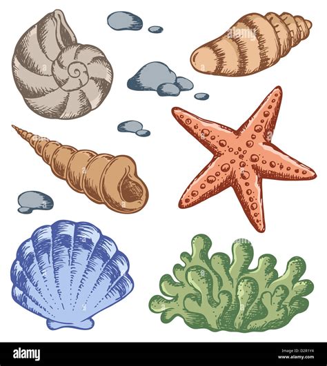Clipart De Borde De Concha