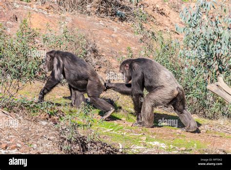 Chimpanzee Mating With Human