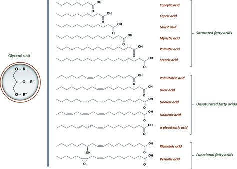 Structure Of Triglyceride
