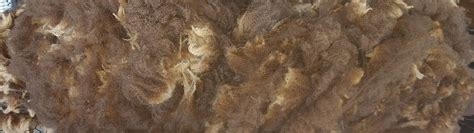 Processing Shetland Sheep Fleece And Wool For Spinning Traditional