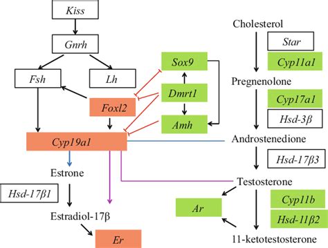 Regulation Patterns Of Sex Related Genes In Siniperca Chuatsi High