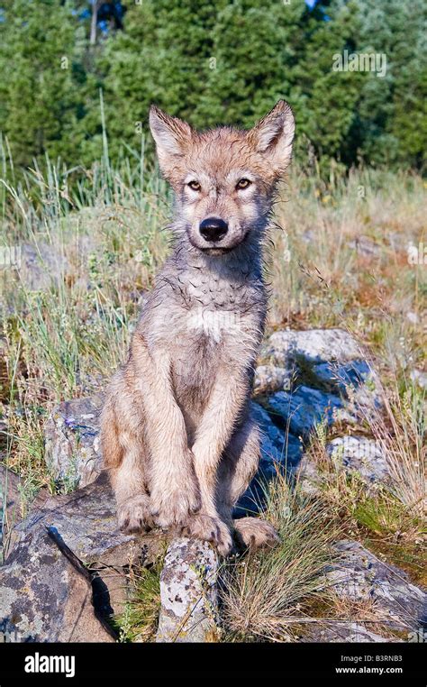 Gray Wolf Pups Red Wolf Puppies Born At The Museum Tallahassee