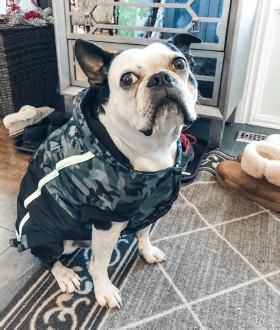The Best Clothes For Boston Terriers