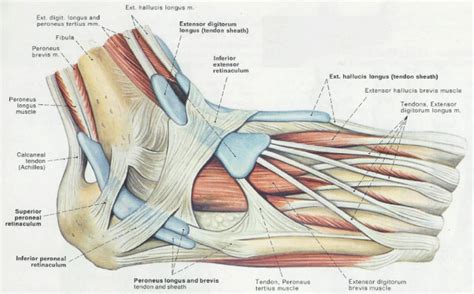 Anatomy Of The Foot Tendons