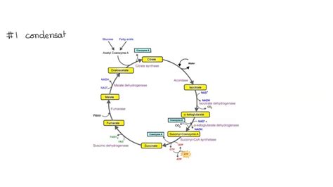 Solved The Citric Acid Cycle List All The Reaction Steps Reactants And Products Cofactors