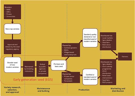 2 Generic Schematic Diagram Of A Seed System Source Agriexperience