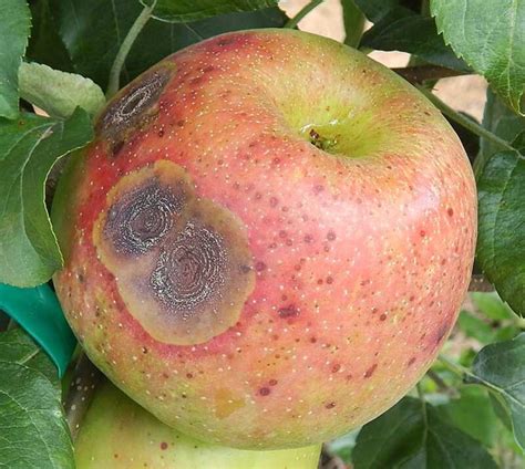 Jonathan Apple Tree Diseases At Sara Gardner Blog