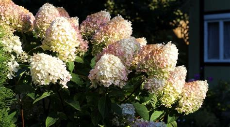 7 Stunning Varieties Of Panicle Hydrangea