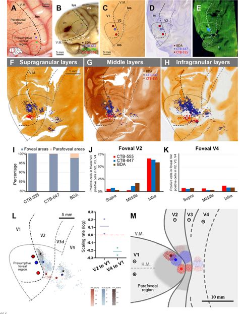 Figure 1 From Topographic Organization Across Foveal Visual Areas In Macaques Semantic Scholar