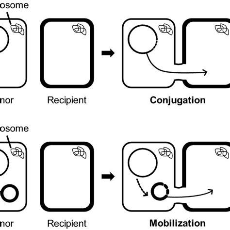 Schematic Presentation Of The Mobilization Process Described In This