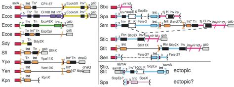 Traf Fi C At Enterobacterial Ssra Schematic Diagram Not To Scale Of Download Scientific