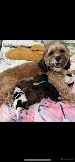 Red Sable Carrys Tanphantom Parti And Chocolate For Stud In Eastleigh